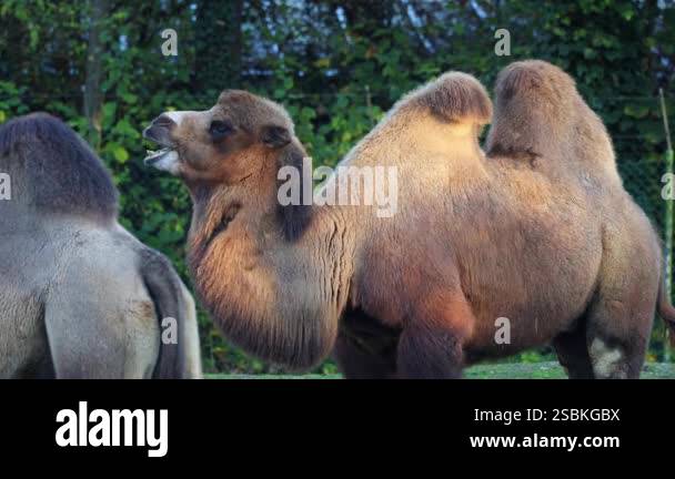 The Bactrian camels, Camelus bactrianus is a large, even-toed ungulate ...