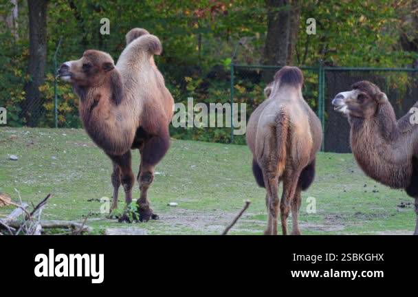 The Bactrian camels, Camelus bactrianus is a large, even-toed ungulate ...
