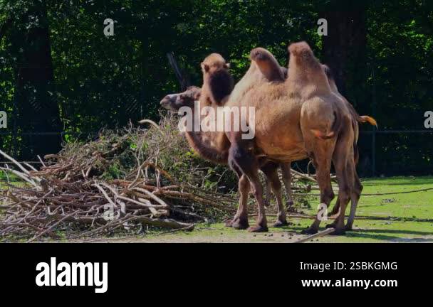 The Bactrian camels, Camelus bactrianus is a large, even-toed ungulate native to the steppes of ...