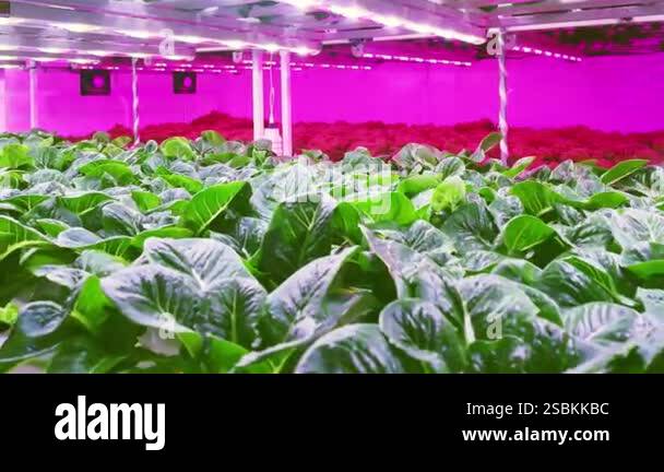 A vibrant indoor farming setup showcases lush lettuce vegetables under ...