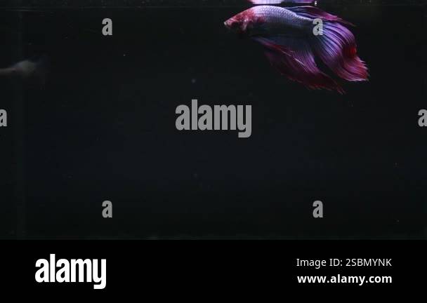 Betta fish Fancy Male Purple Veiltail and Female Purple from Thailand ...