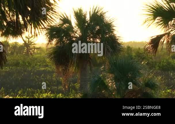 Florida subtropical jungles with green palm trees and wild vegetation ...