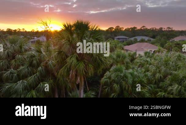 Beautiful tropical nature. Jungle rainforest with green palm trees and ...