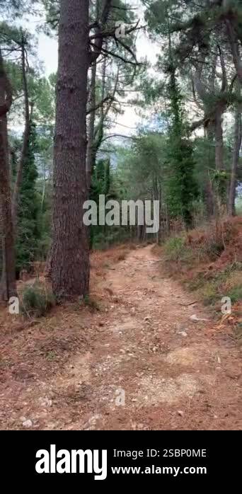 Green deep forest in mountain near bay Boka and Kotor town in ...