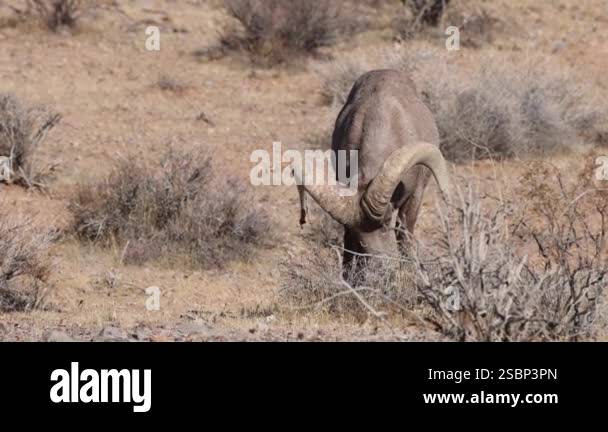a desert bighorn sheep ram in the Valley of Fire Nevada in winter Stock ...