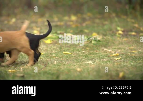 Dachshund puppies playing Stock Videos & Footage - HD and 4K Video ...