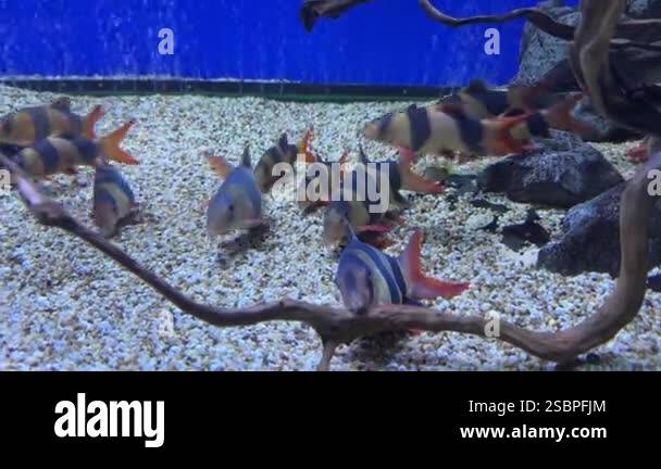 The magical world of aquarium fish: discover underwater beauty. Striped ...