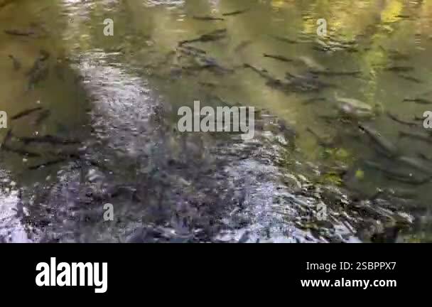 freshwater fish swimming in a clear natural stream near a rocky cave ...