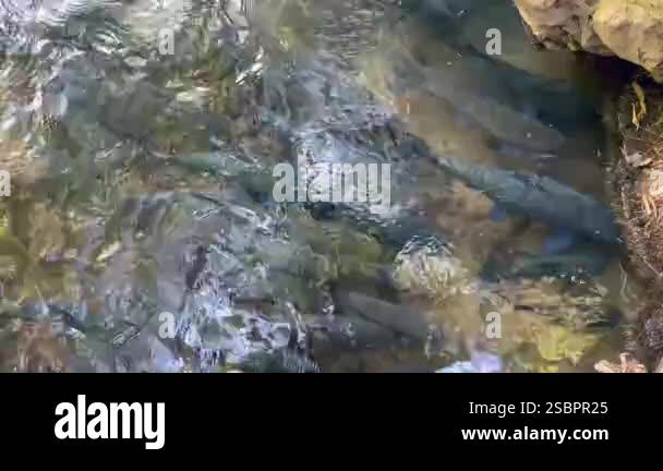 freshwater fish swimming in a clear natural stream near a rocky cave ...