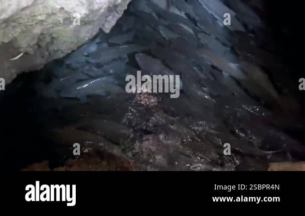 freshwater fish swimming in a clear natural stream near a rocky cave ...