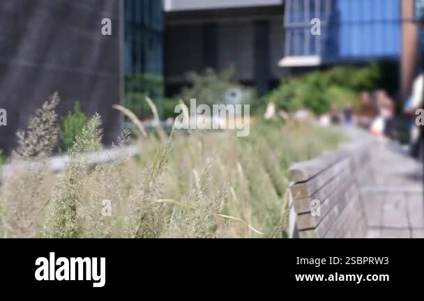 New York City High Line elevated greenway, Manhattan Midtown, USA ...