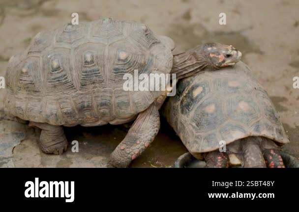 One red-footed tortoise climbs on the back of another tortoise eating ...