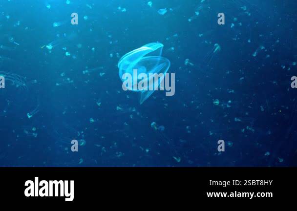 Bioluminescent Jellyfish Swarm in Deep Ocean Waters Stock Video Footage ...
