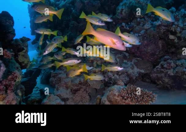 A school of yellow-striped snapper fish swimming near a coral reef ...