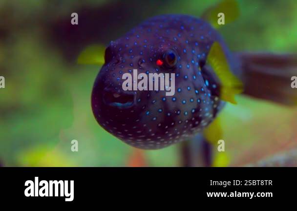 Close-up of a Dark-Purple, Blue-Spotted Pufferfish Underwater Stock ...