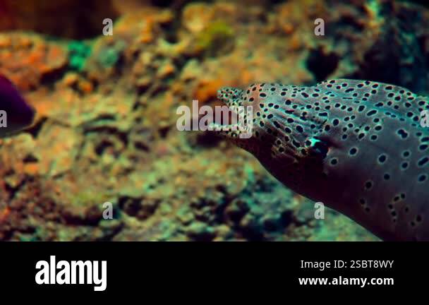 Moray skin texture Stock Videos & Footage - HD and 4K Video Clips - Alamy