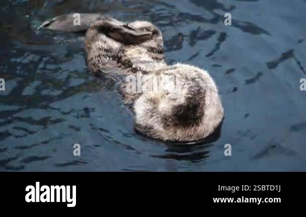 Video of sea otters are playing and swimming in a large pool at the ...