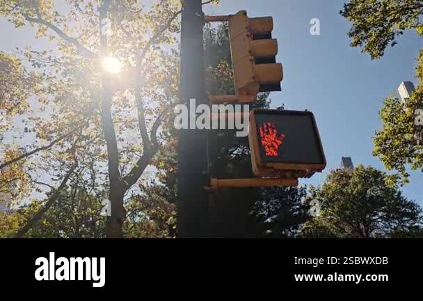 Traffic signal with trees and sunlight, A pedestrian traffic signal ...
