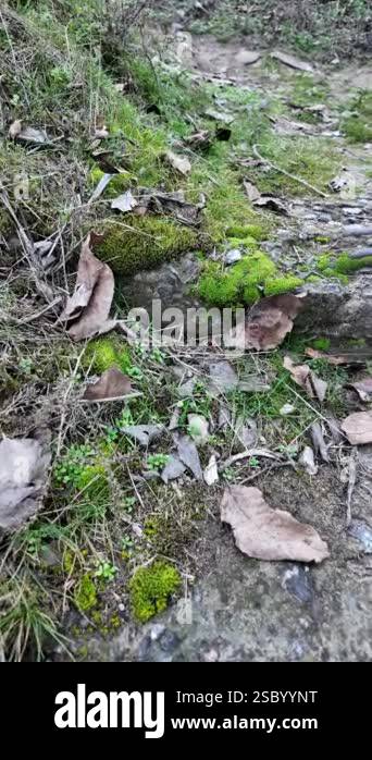 green moss on the ground and rocks. Beautiful bright green moss growing ...