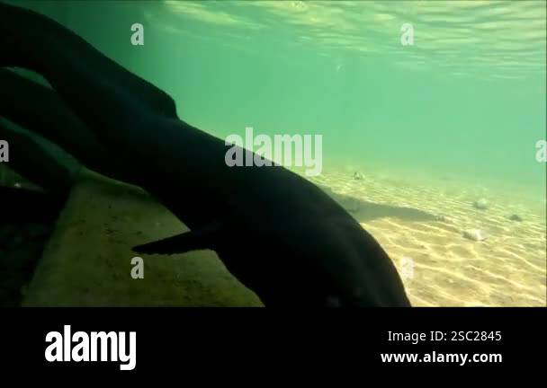 Large long finned native eels filmed underwater at Lake Rotoiti, Nelson ...