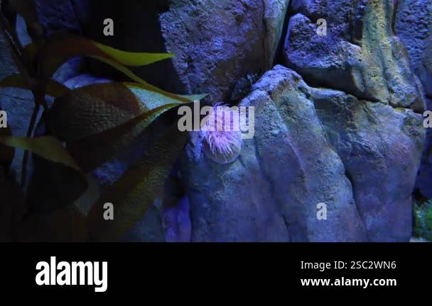 Aquarium displays Stock Videos & Footage - HD and 4K Video Clips - Alamy