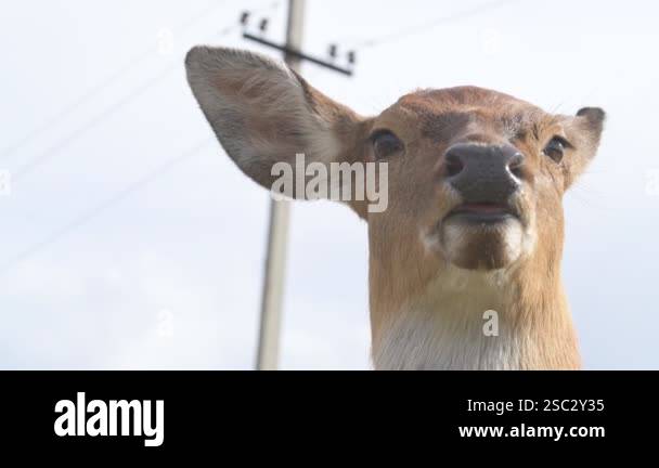 Portrait of a young female sika deer on a farm Stock Video Footage - Alamy