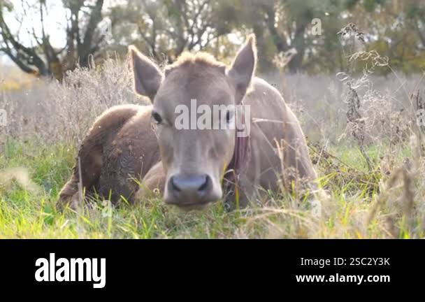 Funny curious cow lying at lawn and looking into camera stirring ears ...