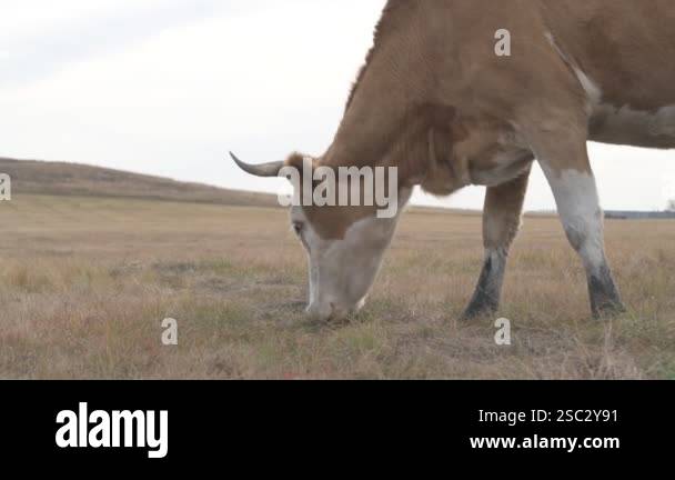 Portrait of cow grazing in a field. A herd of cows eating grass in a ...
