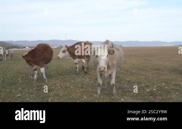 Portrait of cow grazing in a field. A herd of cows eating grass in a ...
