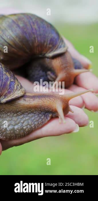 Large African snails Achatina Fulica on the female palm. Pets from the ...