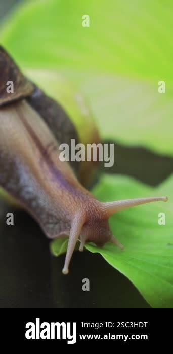African snail snail walking on the leaf. Achatina fulica.. Vertical ...