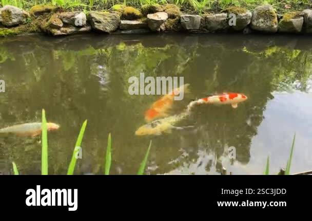 Colorful koi fish gracefully swimming in a tranquil pond within a ...