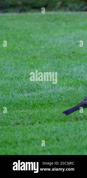Defensive bird species, Australian magpie, gymnorhina tibicen with ...