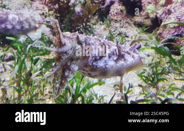 Deep sea craft Stock Videos & Footage - HD and 4K Video Clips - Alamy