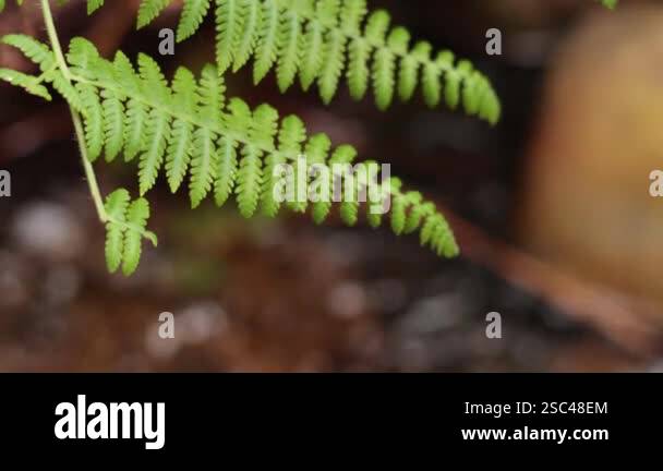 Bracken pattern Stock Videos & Footage - HD and 4K Video Clips - Alamy