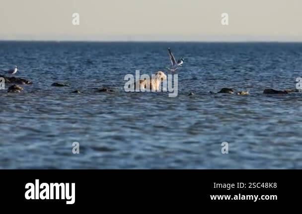 Dog and seagull interacting in shallow sea water Stock Video Footage ...
