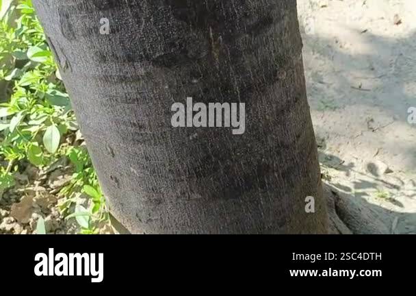 Curved texture detail of a tree trunk close-up. Curved texture detail ...