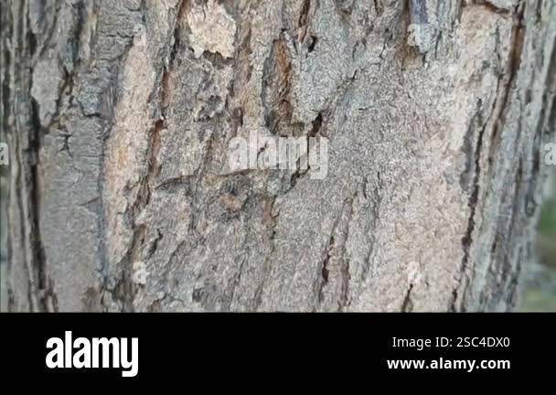Curved texture detail of a tree trunk close-up. Curved texture detail ...