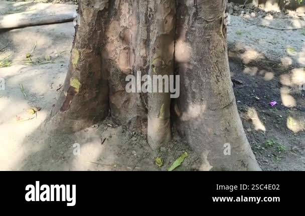 Curved texture detail of a tree trunk close-up. Curved texture detail ...
