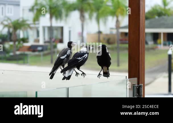 Series of magpies communicating and moving together Stock Video Footage ...
