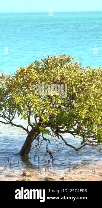 Mangrove tree stands in shallow sea, twisted roots anchor in wet sand ...