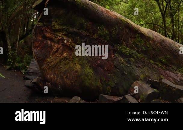 Large tree fallen in lush forest Stock Video Footage - Alamy