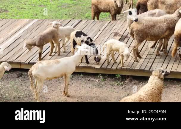 Herd of goats and sheep crossing a bridge together Stock Video Footage ...