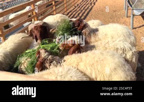 Sheep on farm gather near feeding areas, thriving in sustainable ...