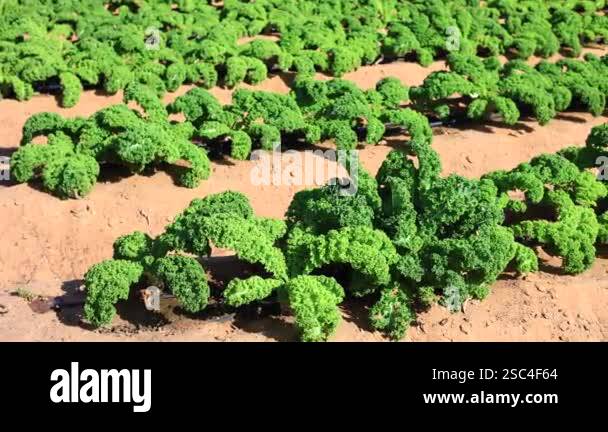 Biofarm kale fields thriving under ecological desert farming practices ...