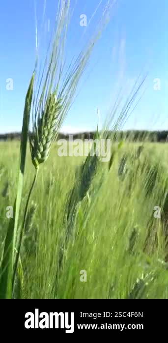 Wheat on BioFarms thrives in arid regions, showcasing sustainable ...