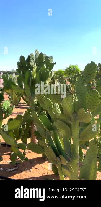 Cactus in Eco Farming BioFarm arranged systematically, representing ...