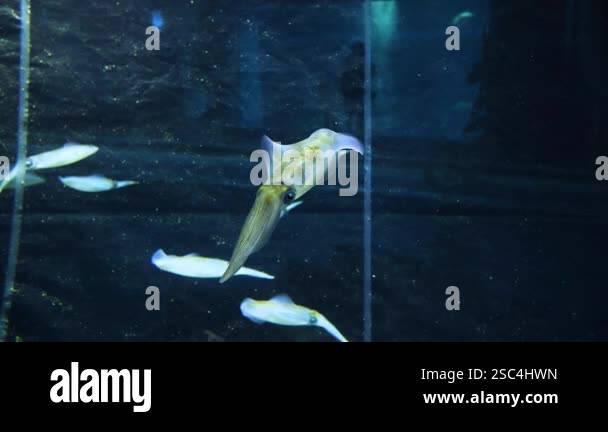 Squid swimming vertically in a clear water tank Stock Video Footage - Alamy