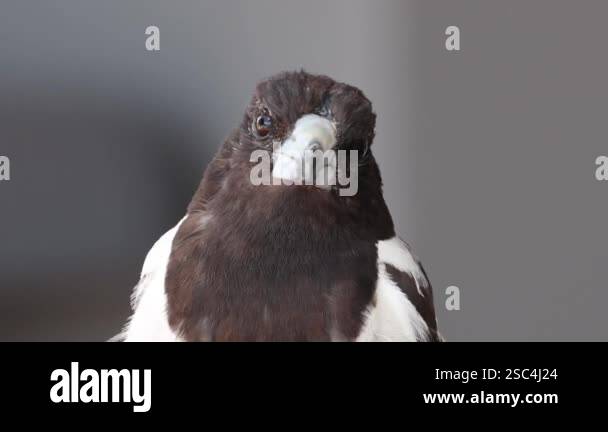 Close-up views capturing a magpie's head turning Stock Video Footage ...