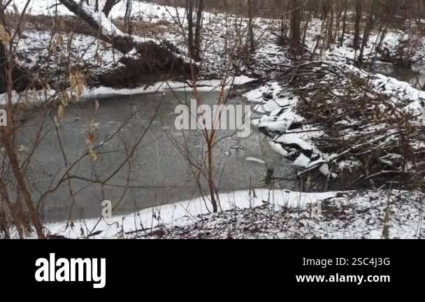 Dam made of tree branches built by beavers. Beavers built the dam in ...
